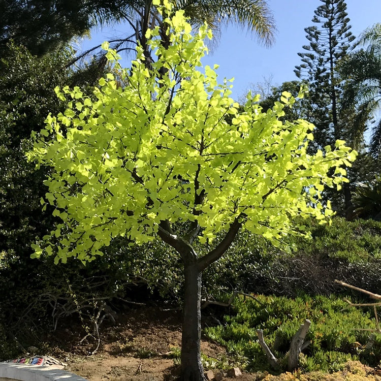 LED high simulation ginkgo tree light,Height: 3.8m(12.5ft) – Green tree ...